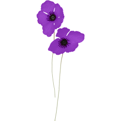 Purple Poppy Collection